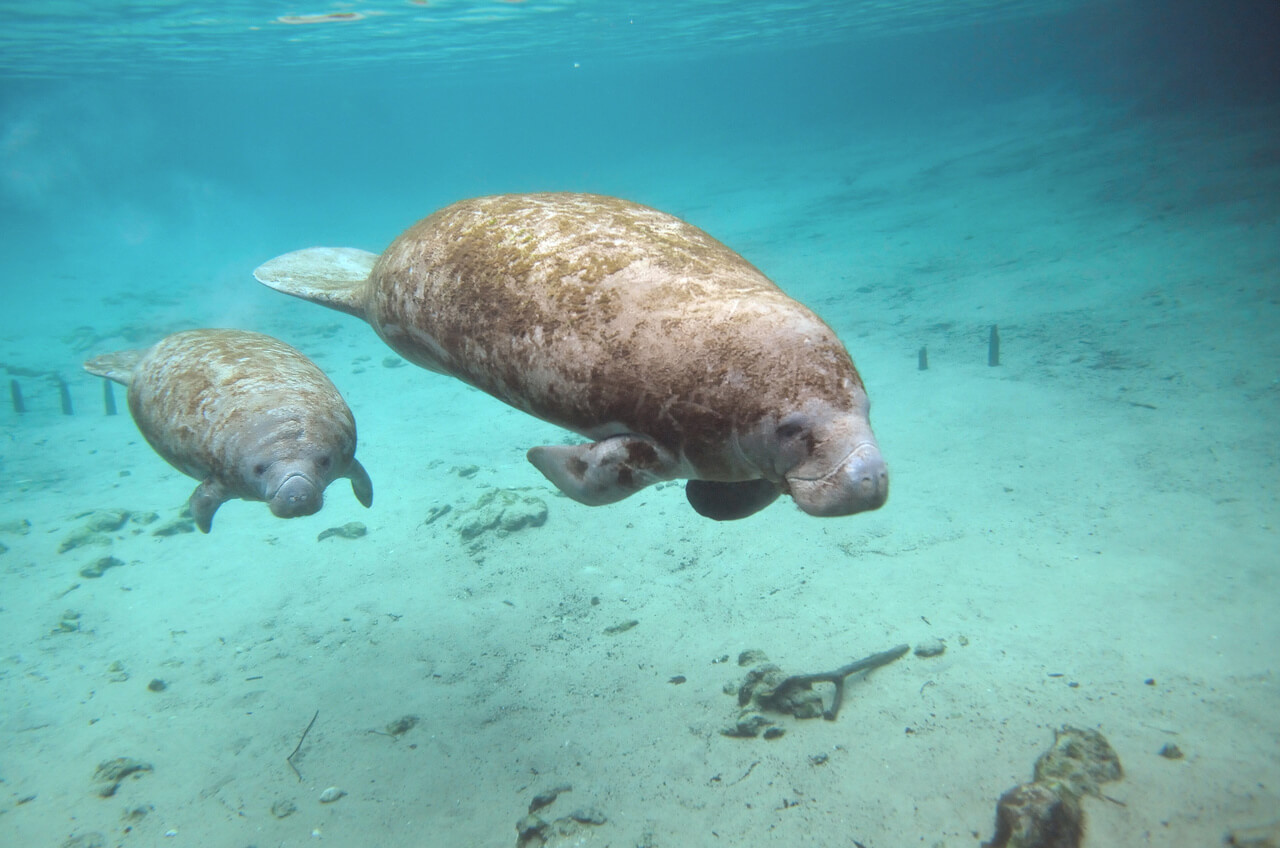 Manatee Laws and Regulations in Florida | Drive a Boat USA
